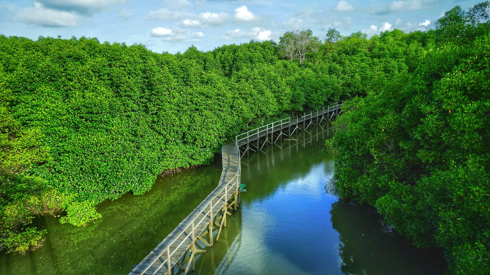 Apa Perbedaan Antara Hutan, Rimba, dan Rimba Rimba?